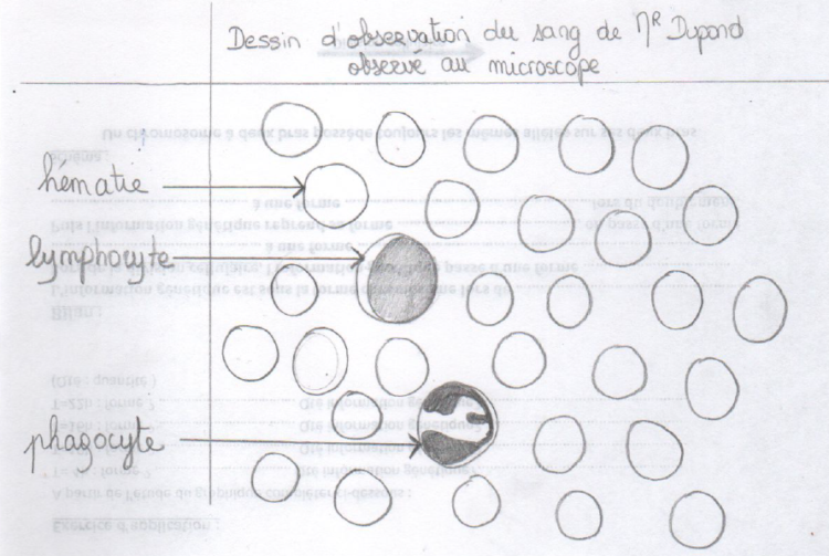 Les cellules du système immunitaire.